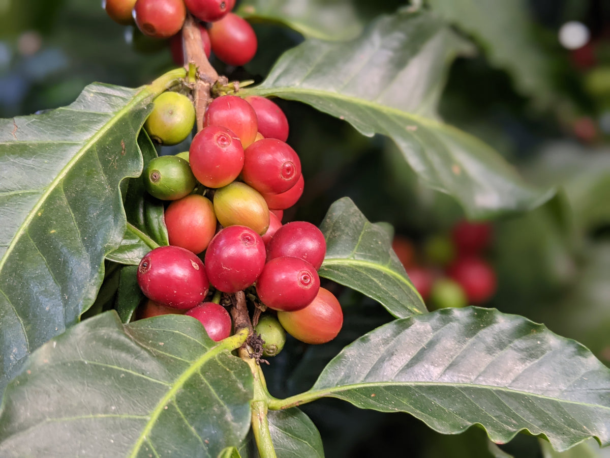 Feature: New Crop of El Salvador 'Pacas Estate' — CoffeeAM